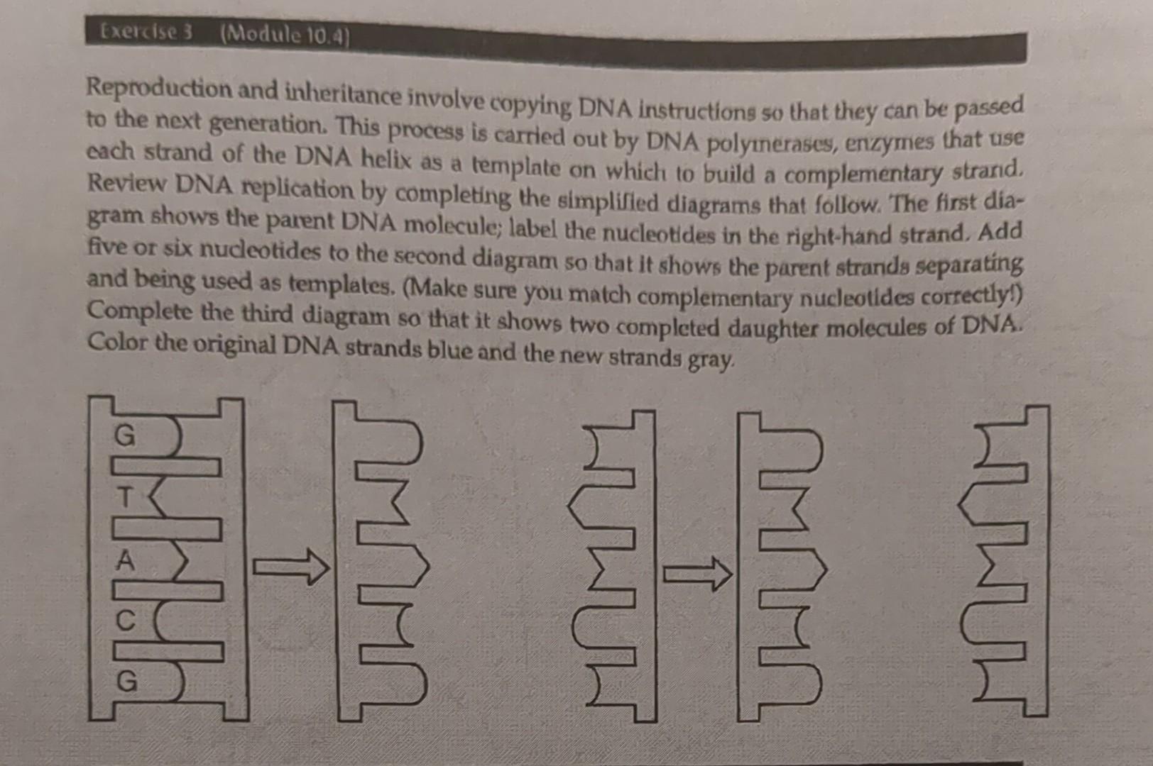 Solved Reproduction and inheritance involve copying DNA | Chegg.com
