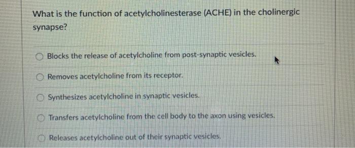 Solved What is the function of acetylcholinesterase (ACHE) | Chegg.com