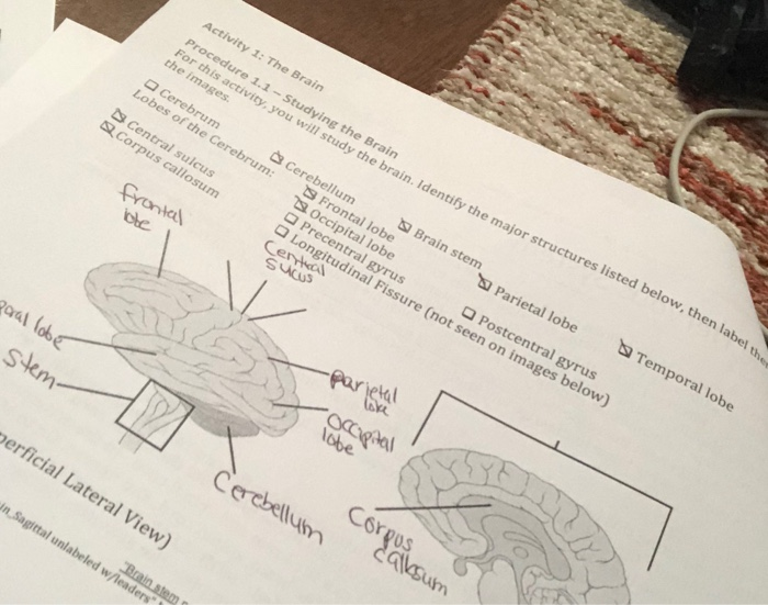 Solved For this activity, you will study the brain. Identify | Chegg.com