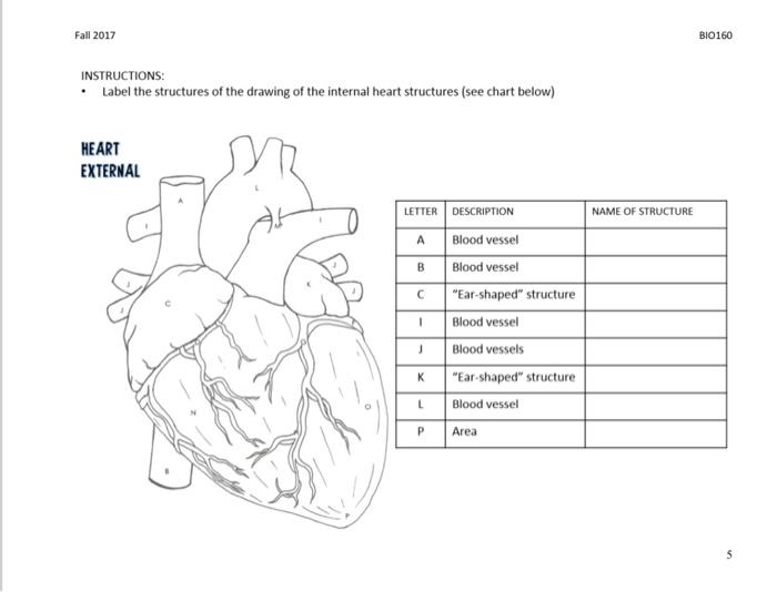 INSTRUCTIONS: - Label the structures of the drawing | Chegg.com