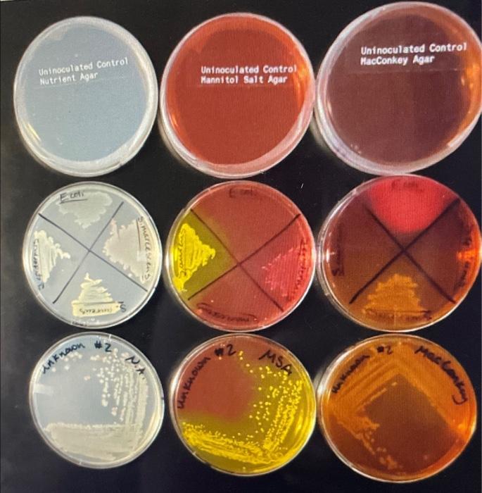 Mannitol Salt Agar Uninoculated