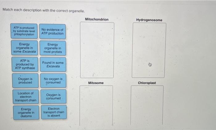 Solved Match each description with the correct organelle. | Chegg.com