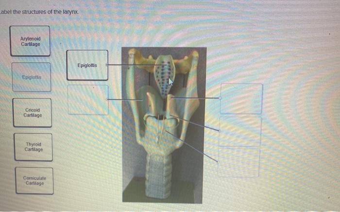 Solved Label the structures of the larynx. Arytenoid | Chegg.com