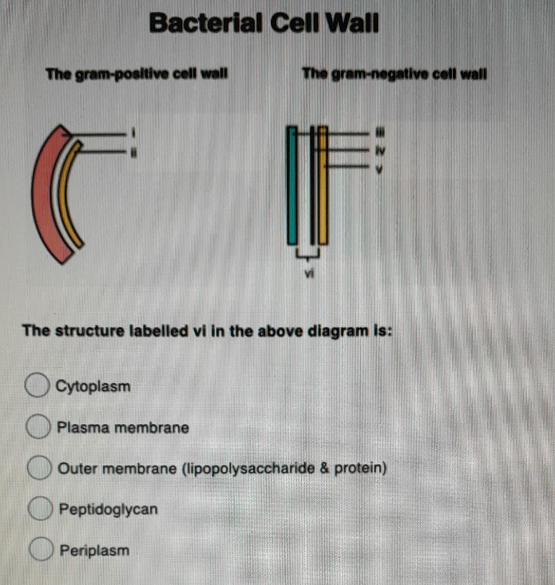 Solved Bacterial Cell Wall The gram-positive cell wall The | Chegg.com