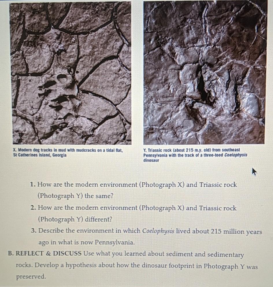 Solved Using the Present to Imagine the Past- Dogs and | Chegg.com