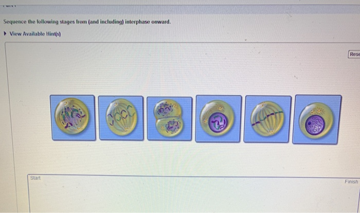 Solved Sequence the following stages from (and including) | Chegg.com