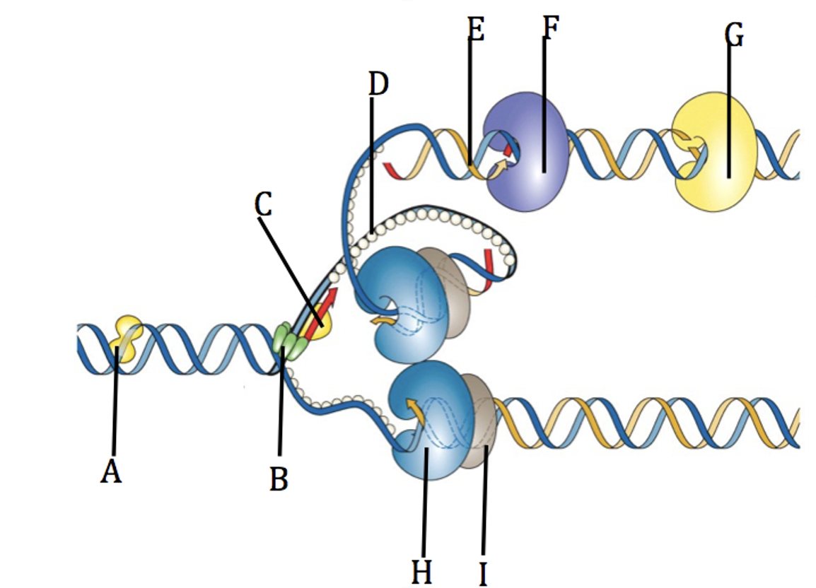 Solved Name each of the structures labeled | Chegg.com