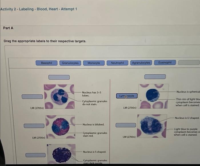 Solved Activity 2-Labeling - Blood, Heart - Attempt 1 Part A | Chegg.com