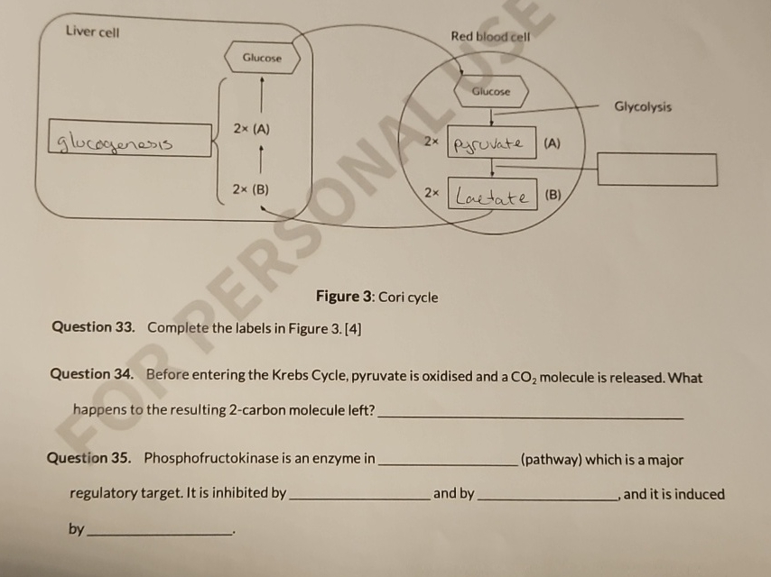 Solved Figure 3: Cori cycleQuestion 33. ﻿Complete the labels | Chegg.com