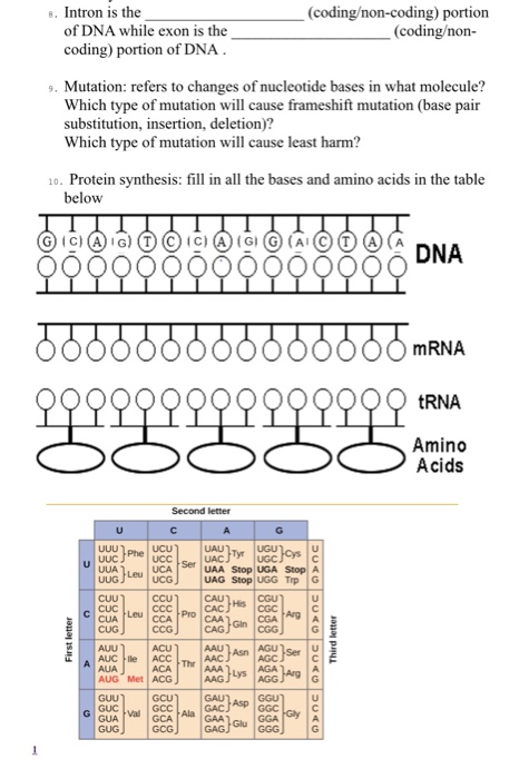 Solved 3 Intron Is The Codingnon Coding Portion Of Dna 0198