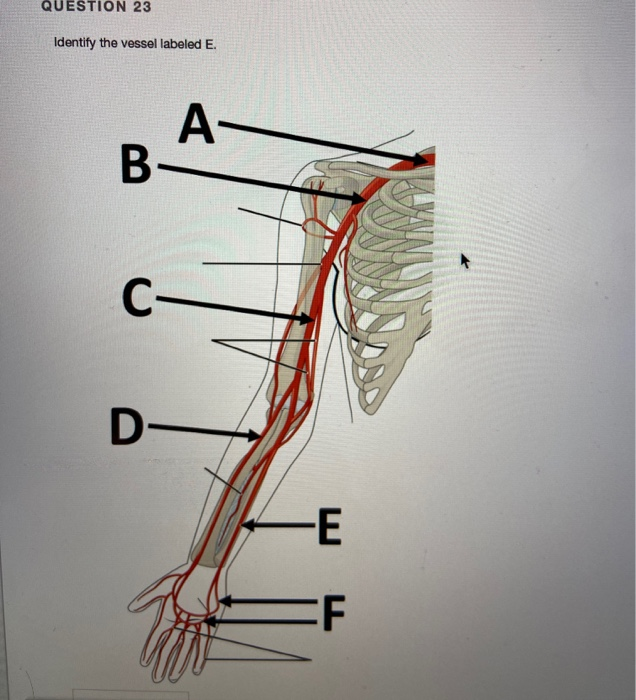 Solved Identify the vessel labeled A. A- B- G D. E Veins Arm | Chegg.com