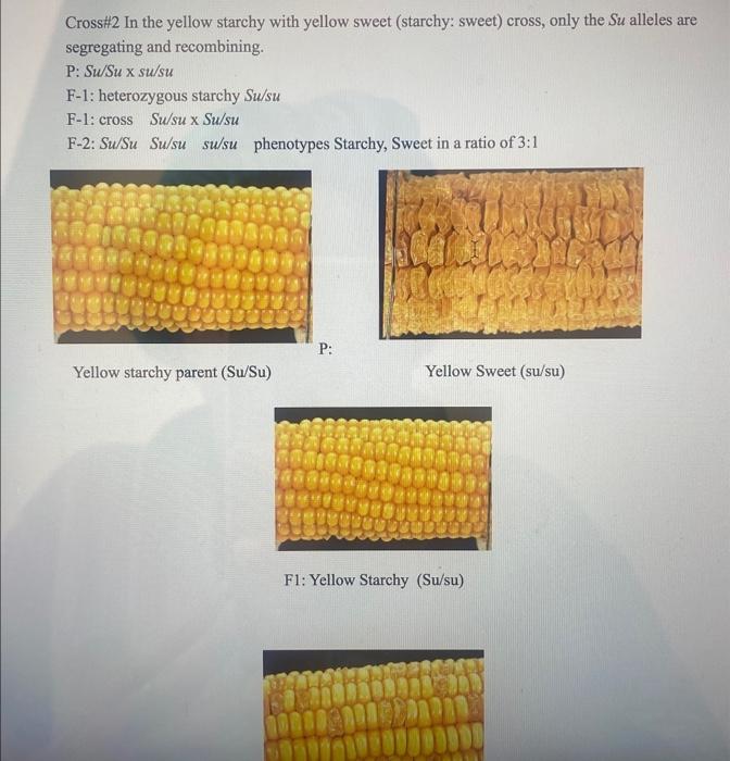 Solved Protocol 2: 1. Observe the image of a cob of corn in | Chegg.com