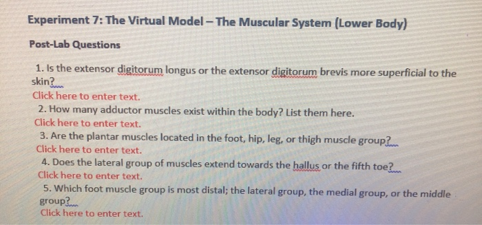 Solved Experiment 7: The Virtual Model-The Muscular System | Chegg.com