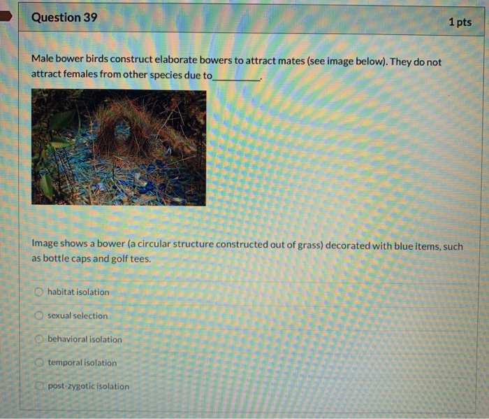 Solved Question 39 1 pts Male bower birds construct | Chegg.com