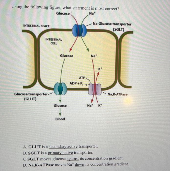 Solved A. GLUT is a secondary active transporter. B. SGLT is | Chegg.com