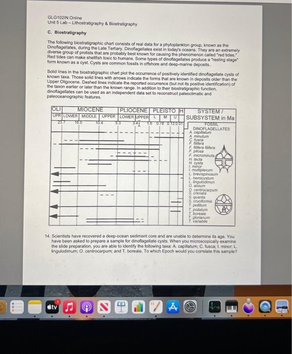 Solved Unit 5 Lab - Lithostratigraphy \& Biostratigraphy C. | Chegg.com