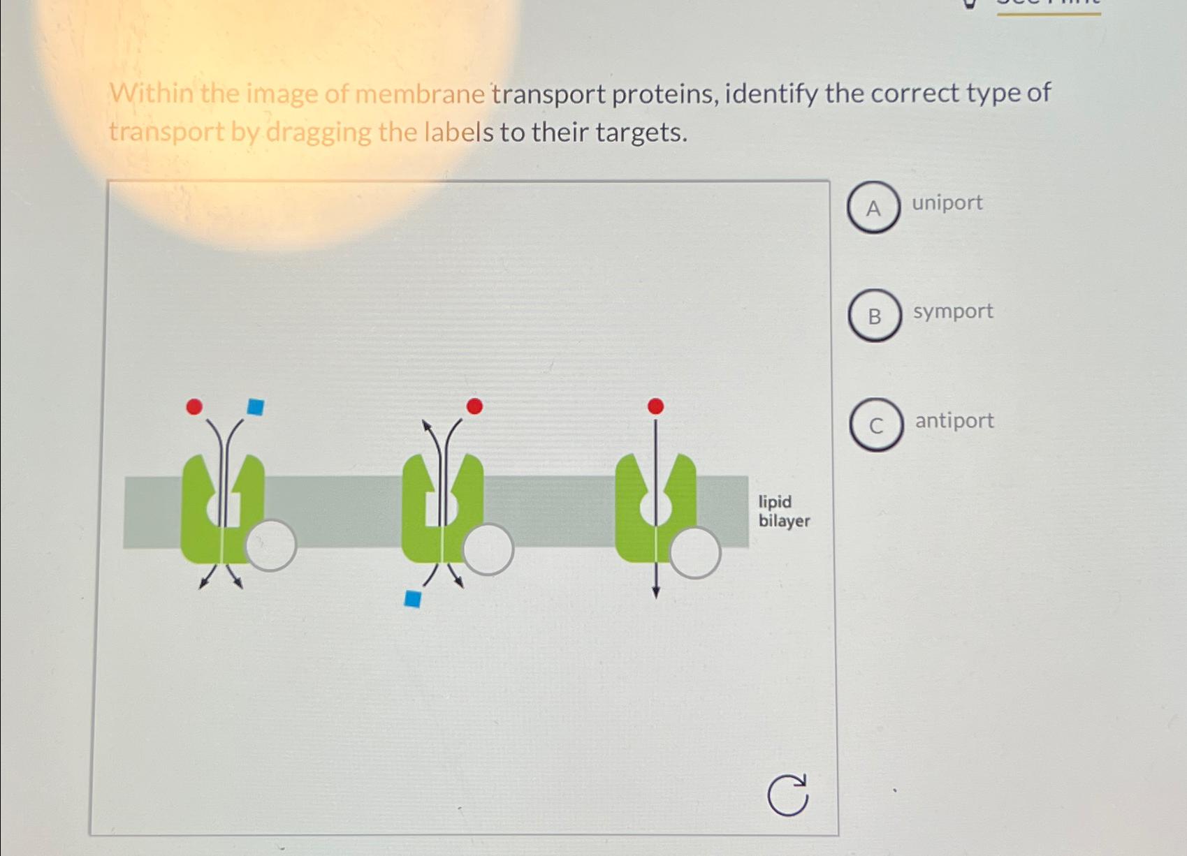 Solved Within the image of membrane transport proteins, | Chegg.com