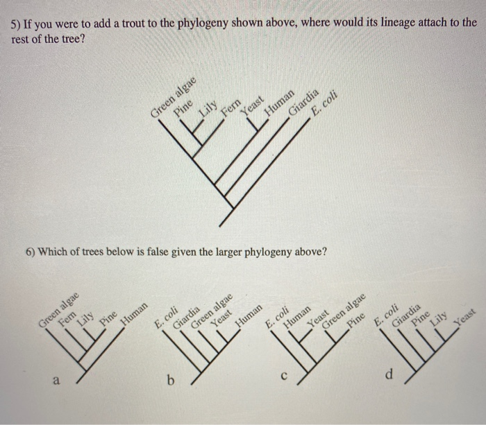 Solved 5) If you were to add a trout to the phylogeny shown | Chegg.com