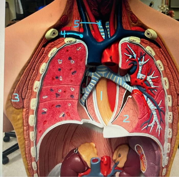Solved please answer the labeled models accordingly fast | Chegg.com