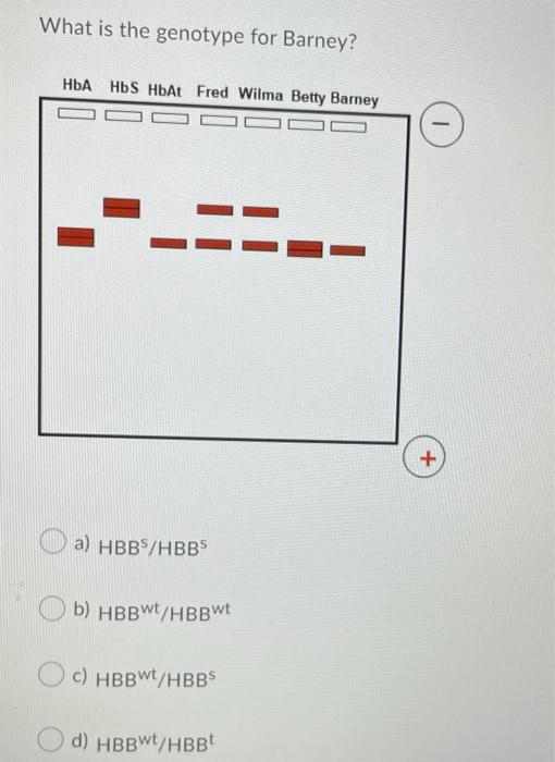 Solved What is the genotype for Barney? HOA HbS HbAt Fred | Chegg.com