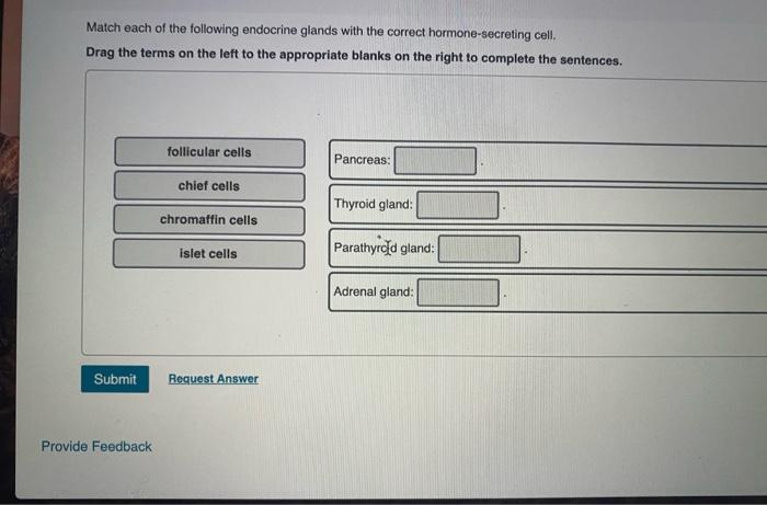 Solved Match each of the following endocrine glands with the | Chegg.com