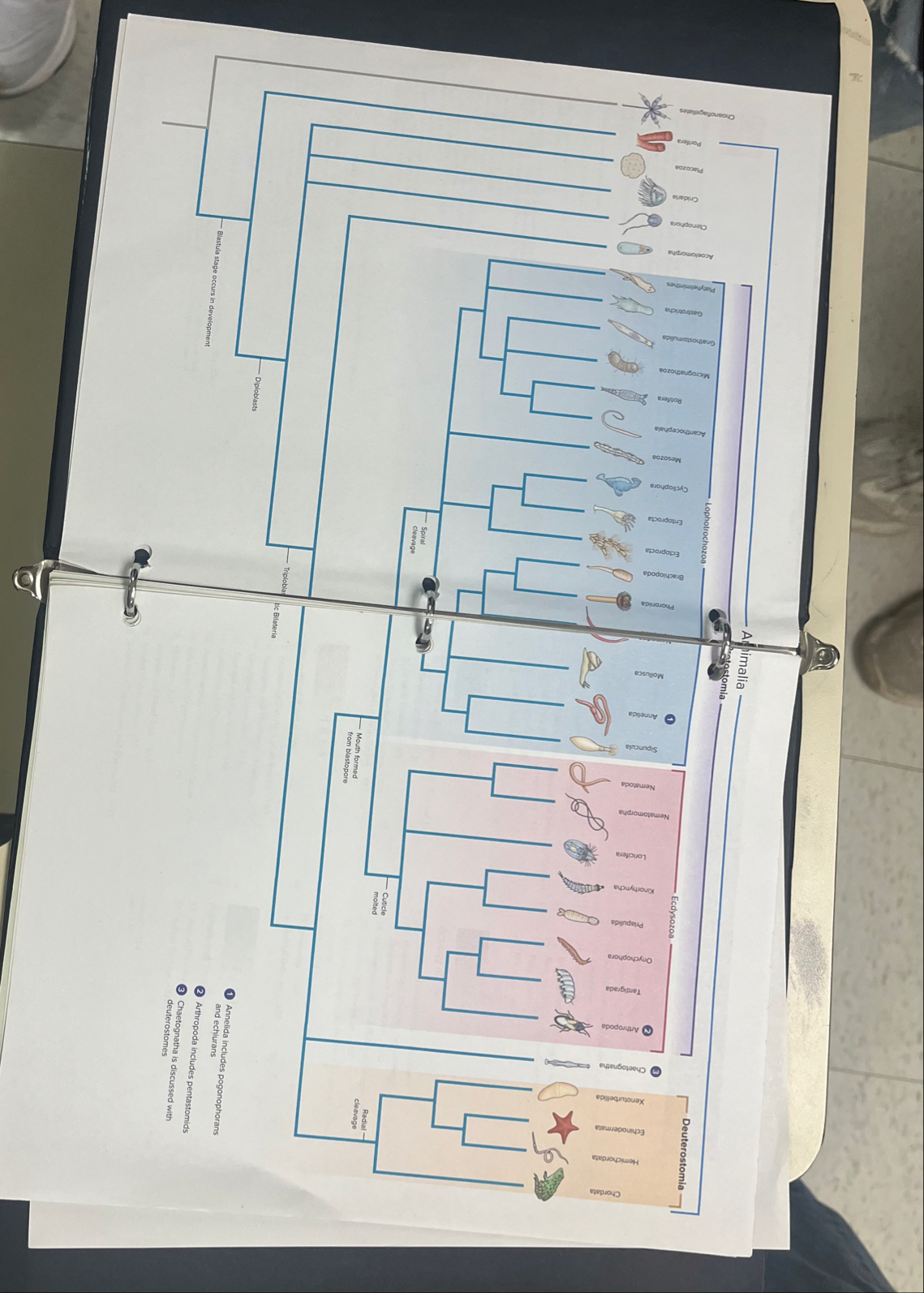 Solved Make a phylogenetic tree similar to the one in the | Chegg.com