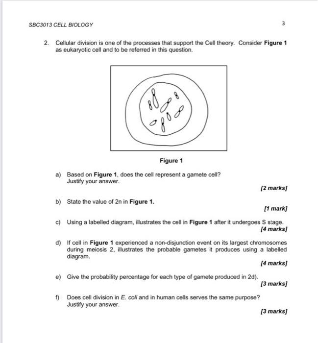Solved SBC3013 CELL BIOLOGY 3 2. Cellular division is one of | Chegg.com