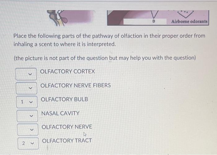 Solved Place the following parts of the pathway of olfaction | Chegg.com