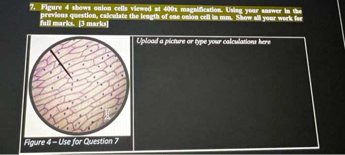 Solved 7. Figure 4 shows onion cells viewed at 400x | Chegg.com