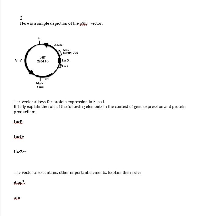 Solved 2. Here is a simple depiction of the pSK+ vector: | Chegg.com