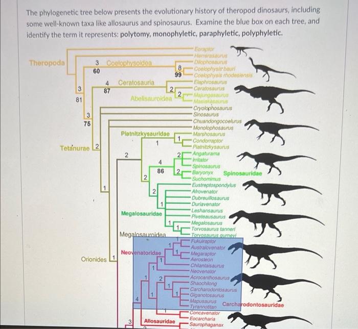 Solved The phylogenetic tree below presents the evolutionary | Chegg.com