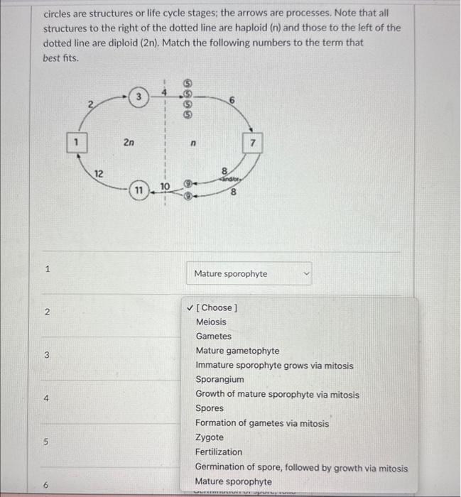 Solved circles are structures or life cycle stages; the | Chegg.com