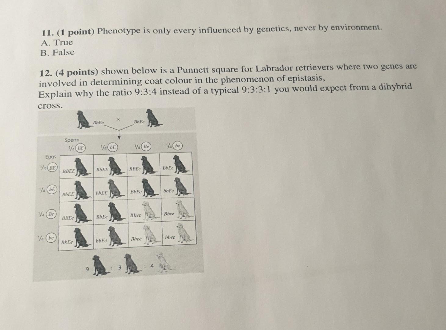 Solved 11. (1 point) Phenotype is only every influenced by | Chegg.com