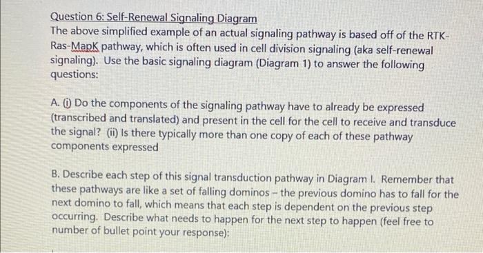 Solved Question 6: Self-Renewal Signaling Diagram The above | Chegg.com