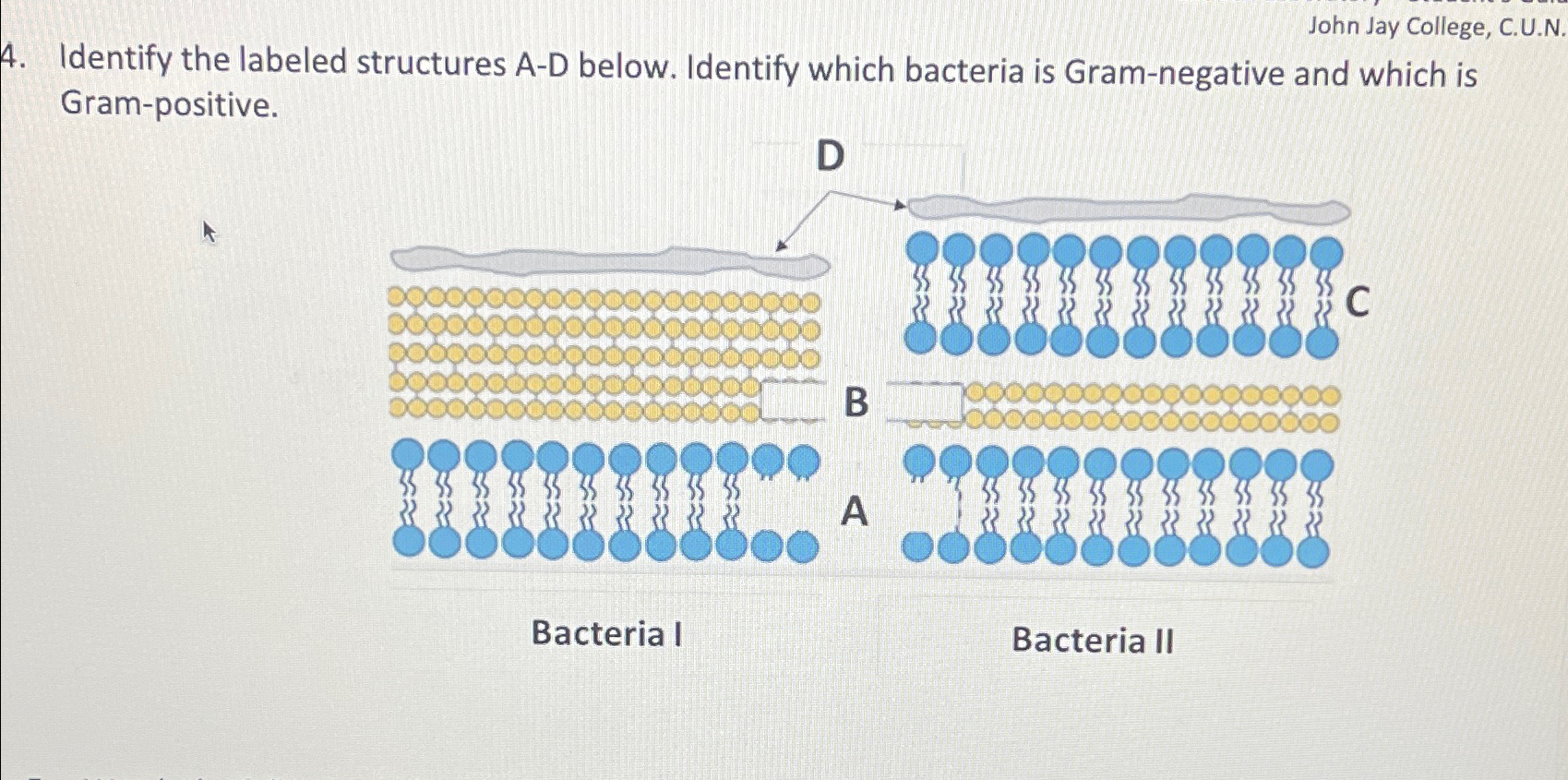 Solved Identify the labeled structures A-D below. Identify | Chegg.com