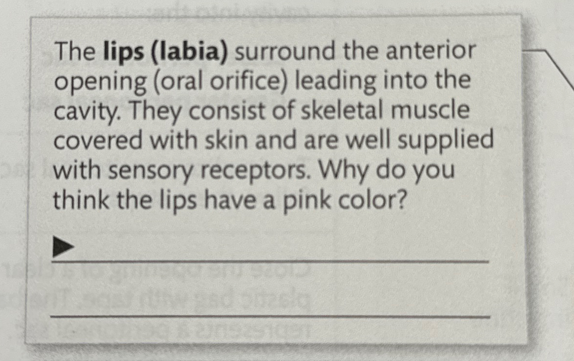 Solved The lips (labia) ﻿surround the anterior opening (oral | Chegg.com