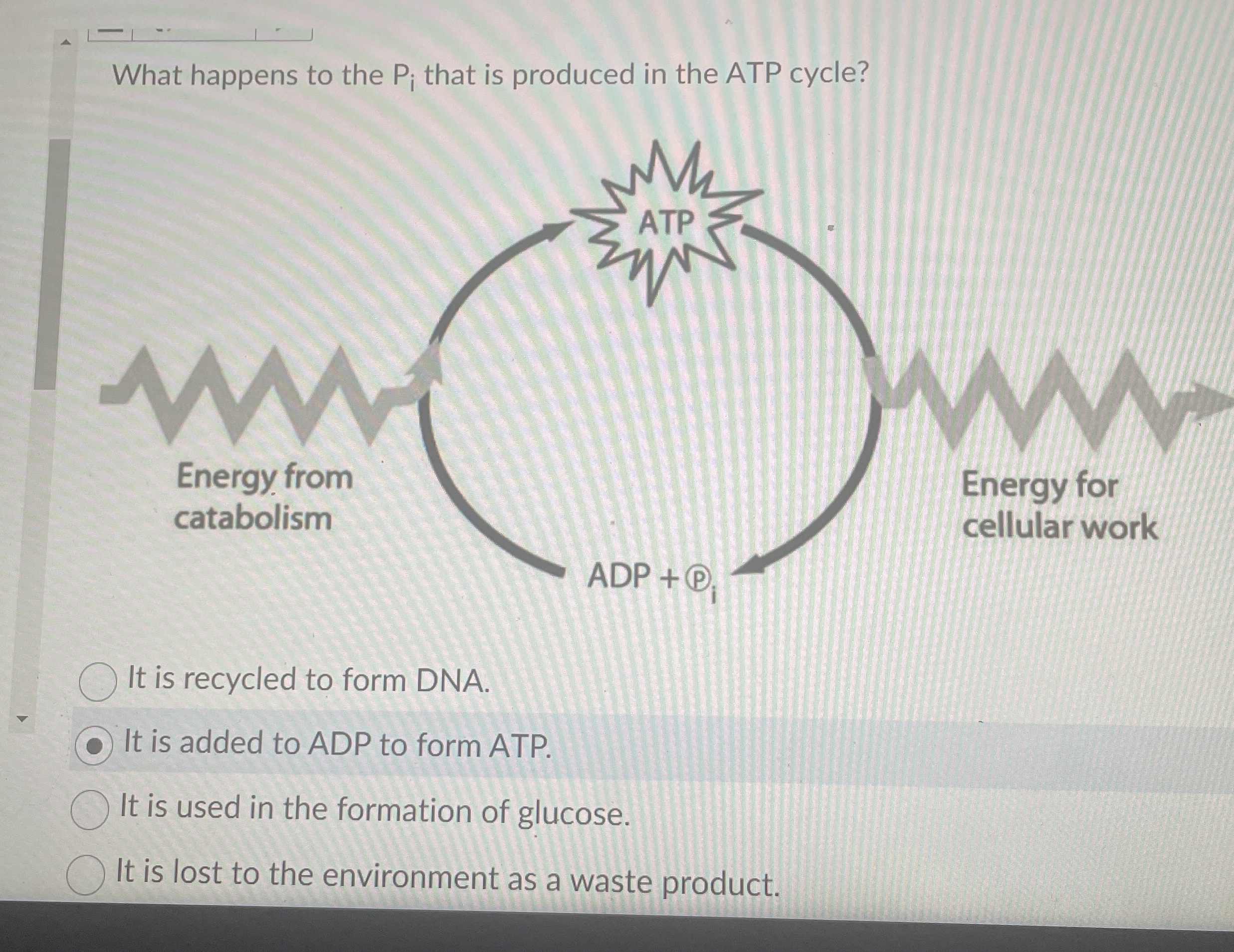 Solved What happens to the Pi ﻿that is produced in the ATP | Chegg.com