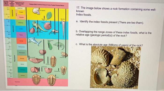 Solved Please help with index fossils and fossil assemblages | Chegg.com