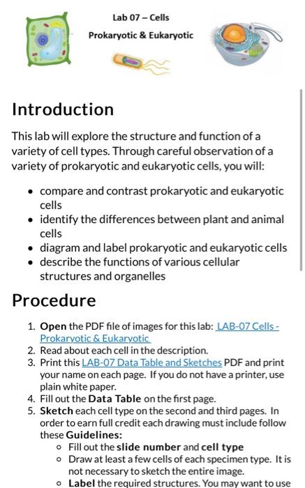 Solved Lab 07 - Cells Prokaryotic \& Eukaryotic Introduction | Chegg.com