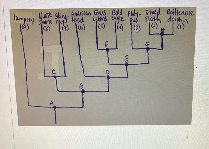 Solved Use the character matrix & cladogram below to answer | Chegg.com