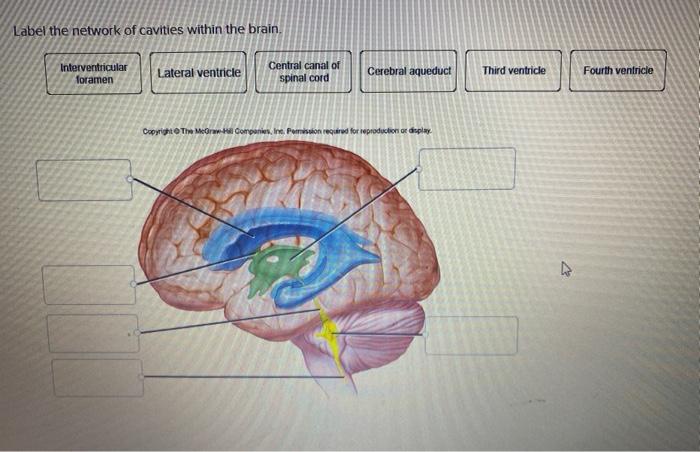 Solved Label the network of cavities within the brain. | Chegg.com