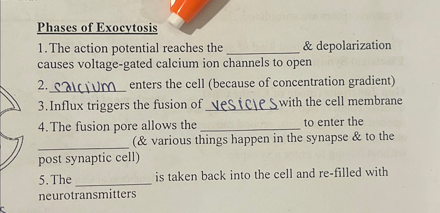 Solved Phases of ExocytosisThe action potential reaches the | Chegg.com