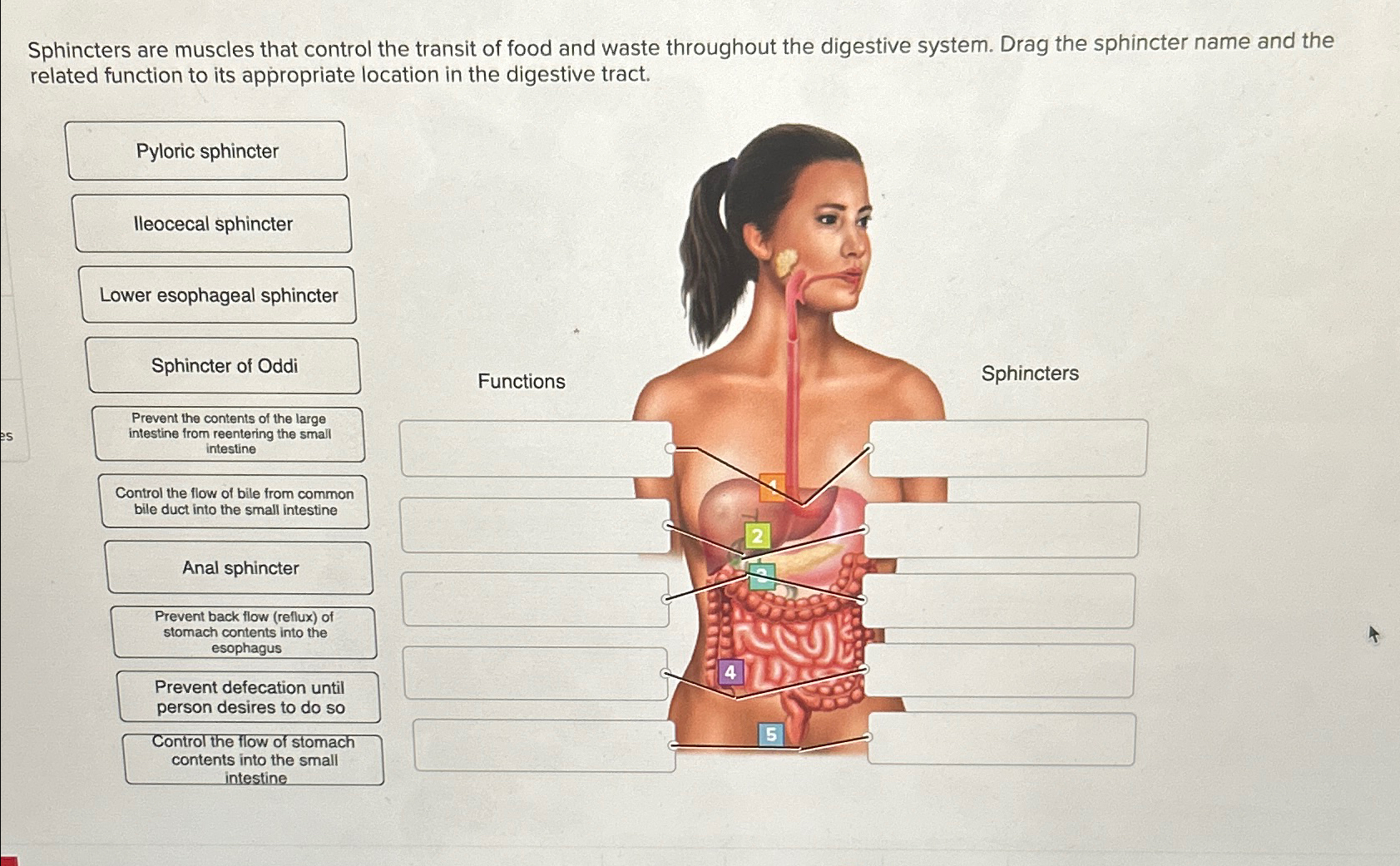 Solved Sphincters are muscles that control the transit of | Chegg.com