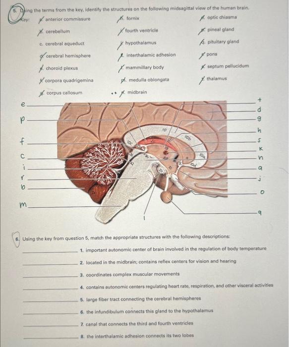 Solved 5. Dling the terms from the key, identify the | Chegg.com
