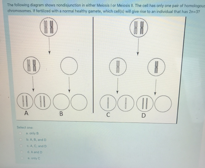 Solved In garden peas, an allele 'T' for axial flowers | Chegg.com