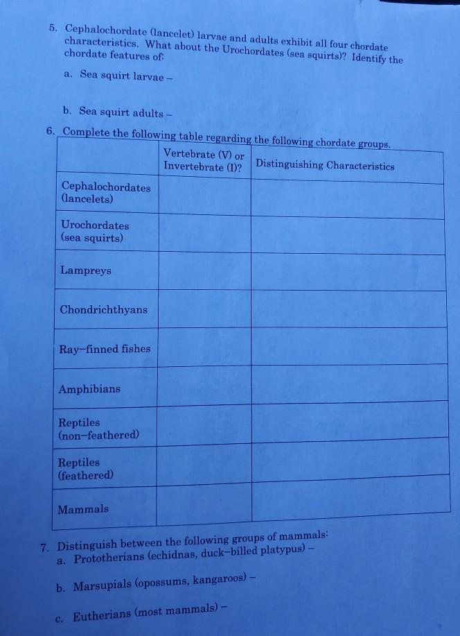 Solved 5. Cephalochordate (lancelet) larvae and adults | Chegg.com