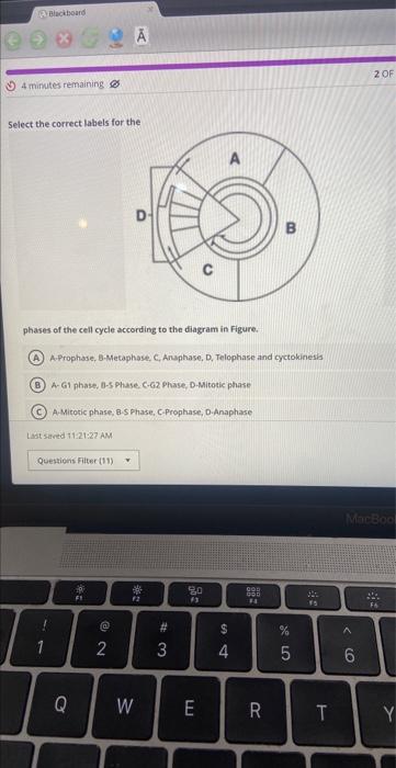 Solved Select the correct labels for the phases of the cell | Chegg.com