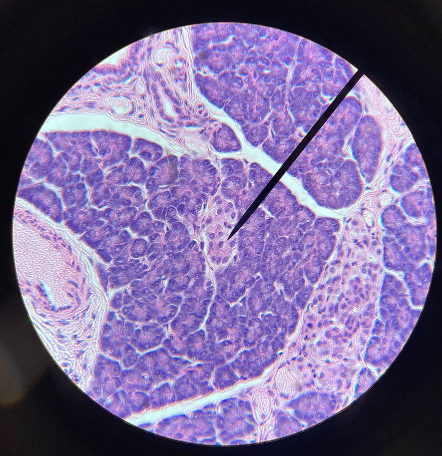 Solved Name the organ, name specifics locale, tissues and | Chegg.com