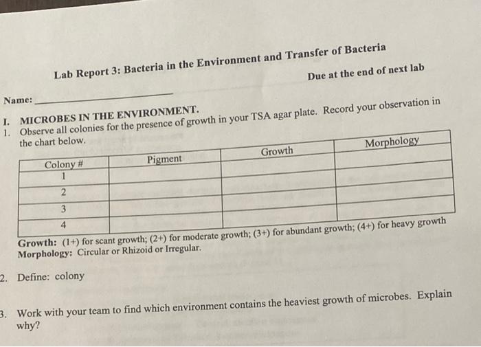 Solved Lab Report 3: Bacteria in the Environment and | Chegg.com