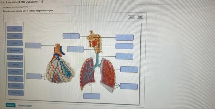 Solved Lab Assessment 21B Questions 1-16 Drag the | Chegg.com